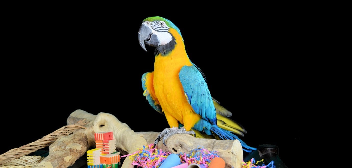 Wat is de prijs van een papegaai? - Pets Gifts